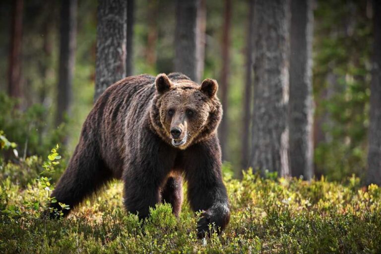 VIDEO: Bear Attack Turns Into Rescue Operation | The Red Alert News