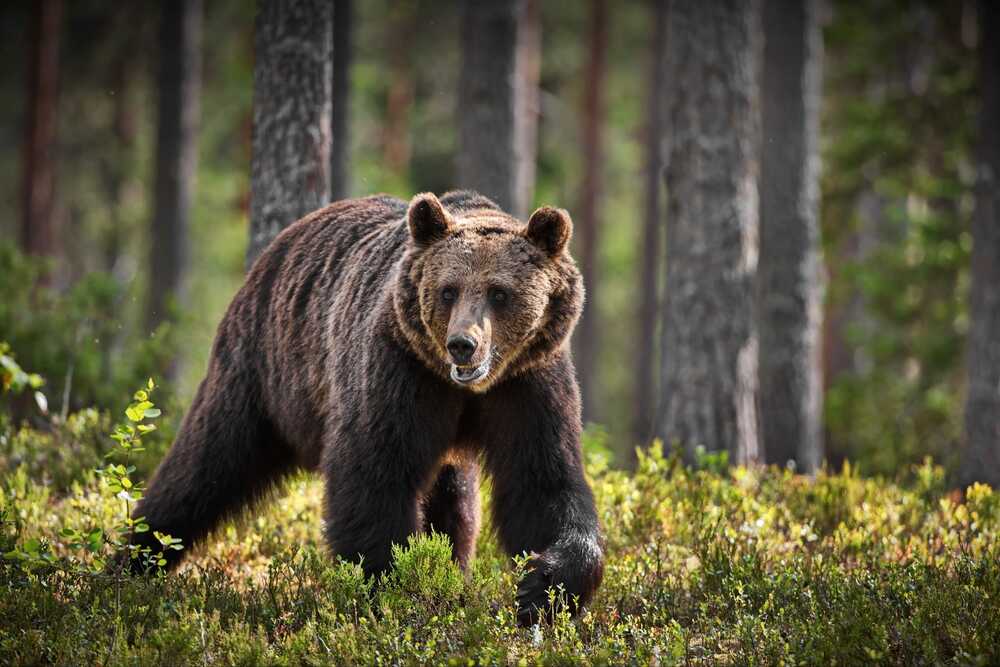 VIDEO: Bear Attack Turns Into Rescue Operation | The Red Alert News